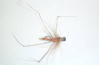 Fly tying tutorials