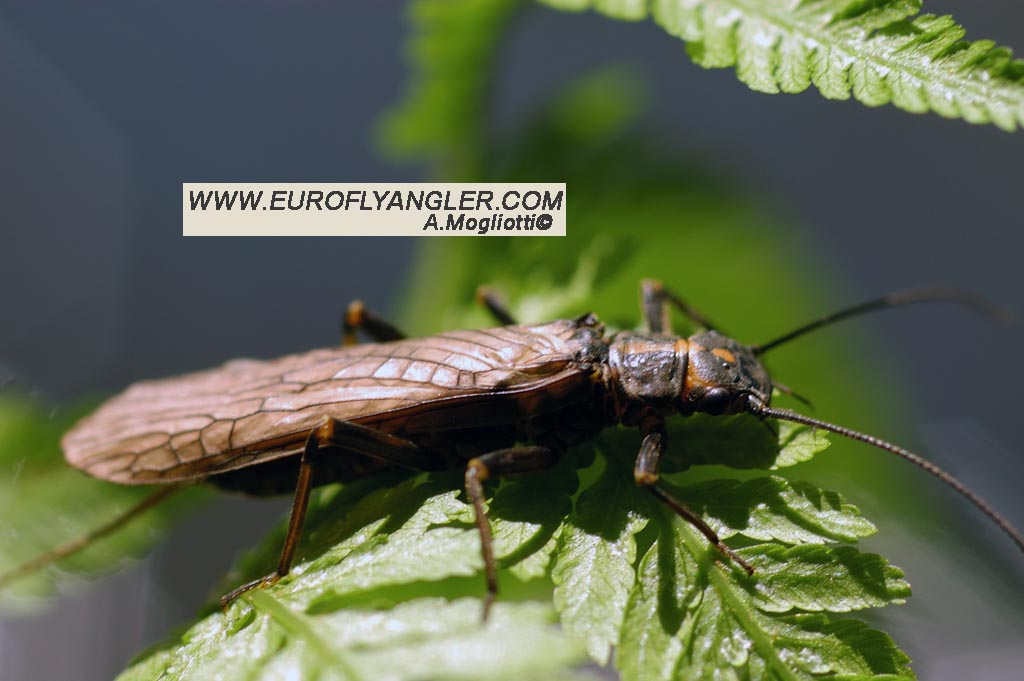 European Fly Angler - Perlodes microcephala