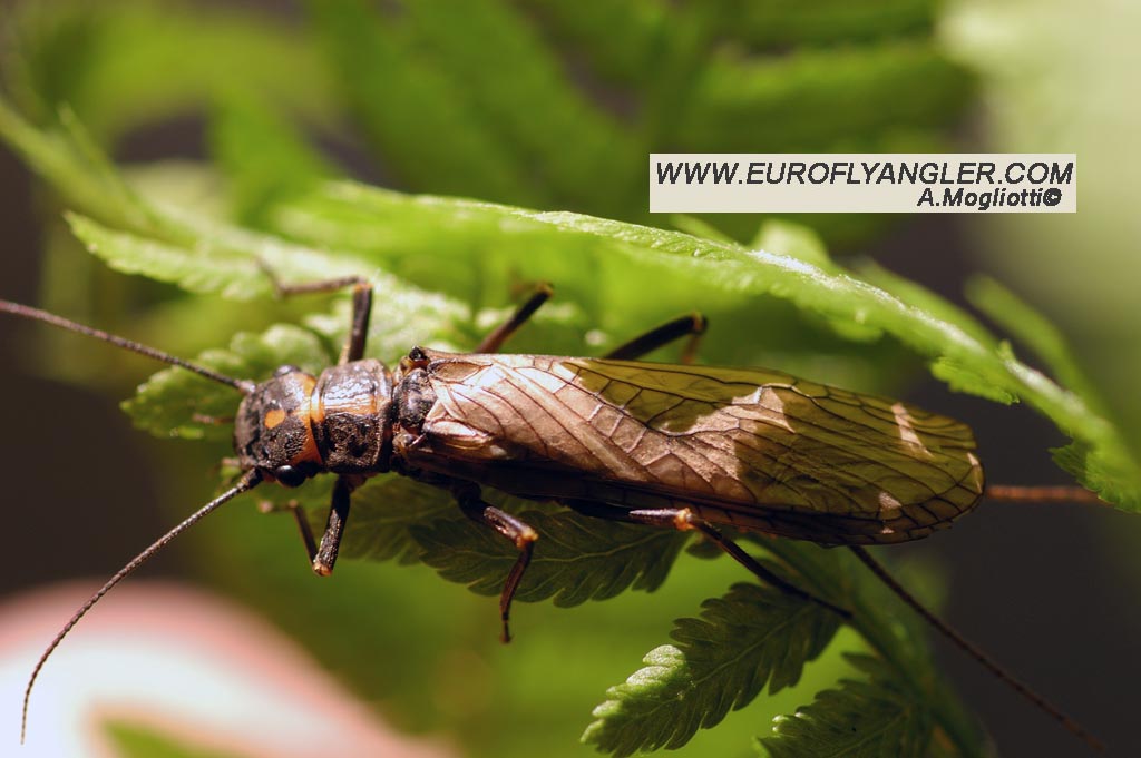 European Fly Angler - Perlodes microcephala