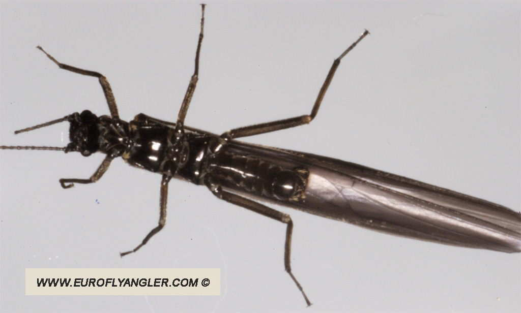 European Fly Angler - Leuctra sp. (1)