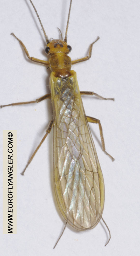 European Fly Angler - Isoperla grammatica