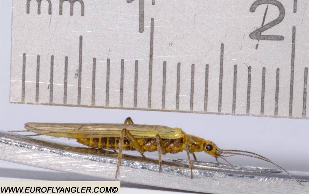 European Fly Angler - Isoperla grammatica