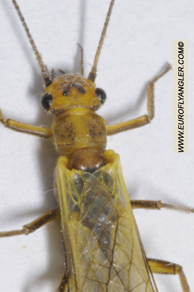 European Fly Angler - Isoperla grammatica