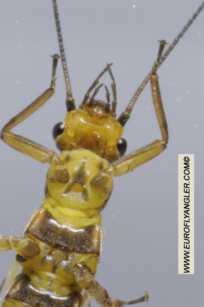 European Fly Angler - Isoperla grammatica