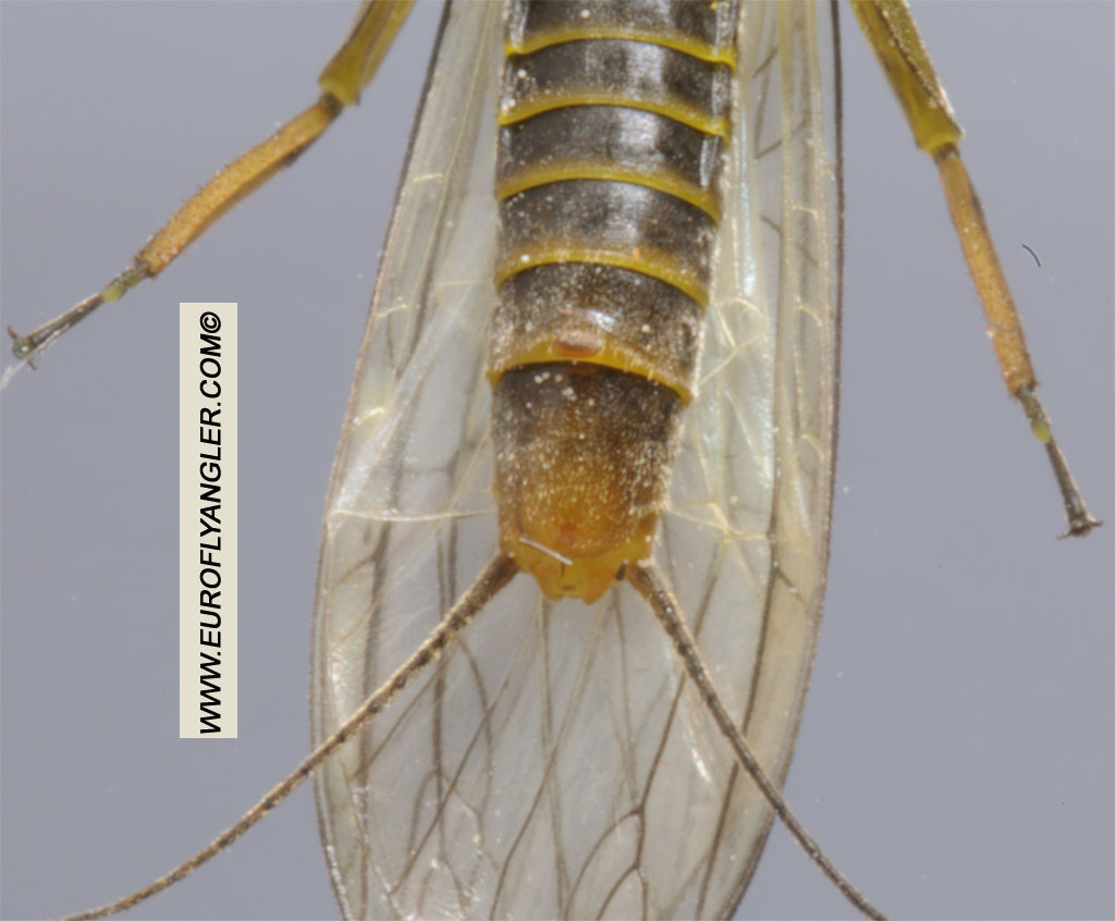 European Fly Angler - Isoperla grammatica