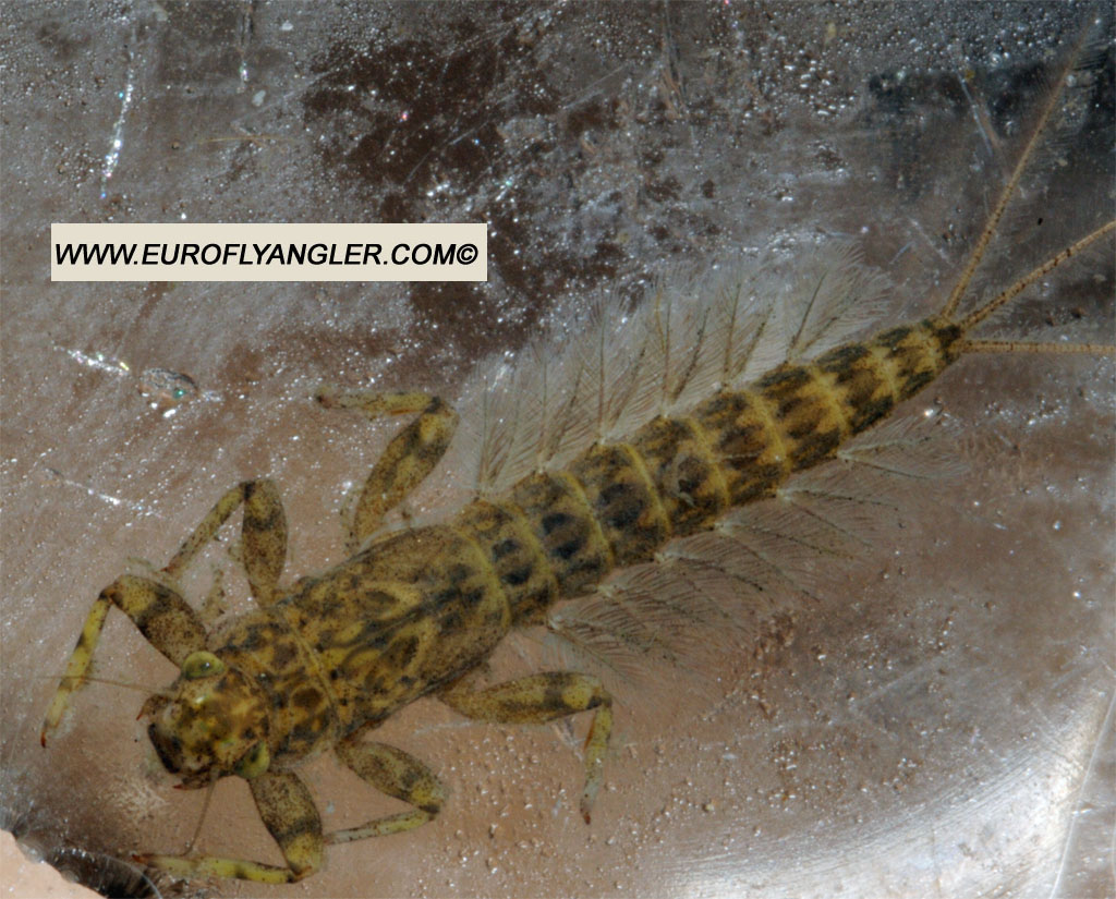 European Fly Angler - Potamanthus luteus