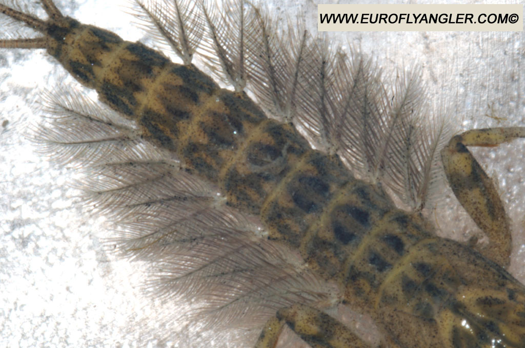 European Fly Angler - Potamanthus luteus