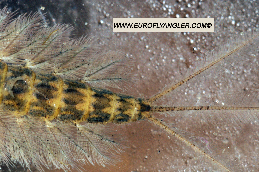 European Fly Angler - Potamanthus luteus