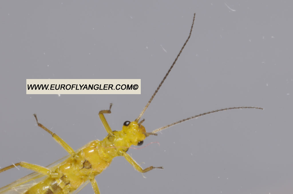 European Fly Angler - Siphonoperla sp