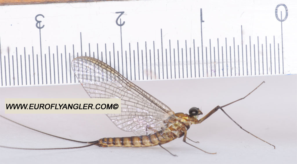 European Fly Angler - Epeorus alpicola