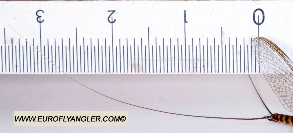 European Fly Angler - Epeorus alpicola