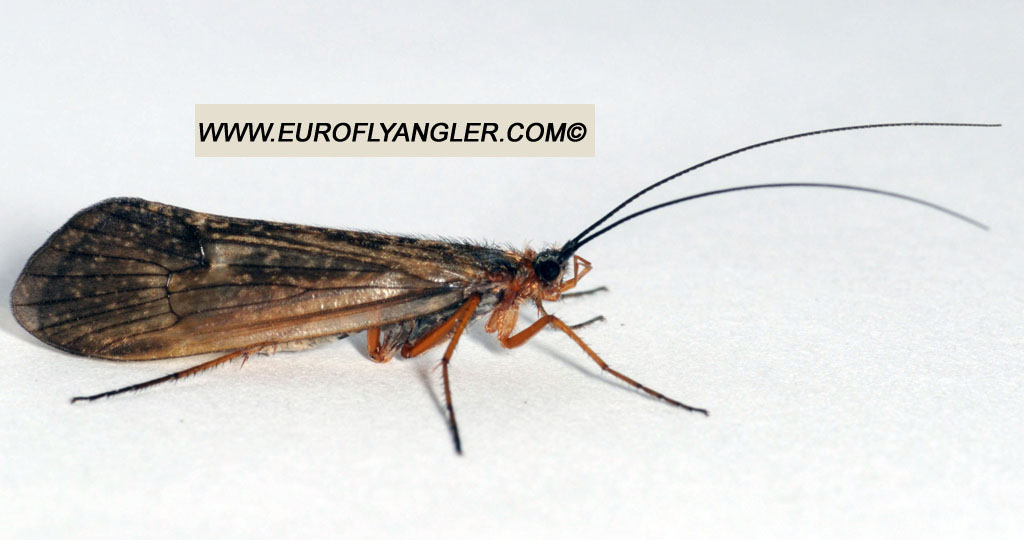 European Fly Angler - Allogamus auricollis