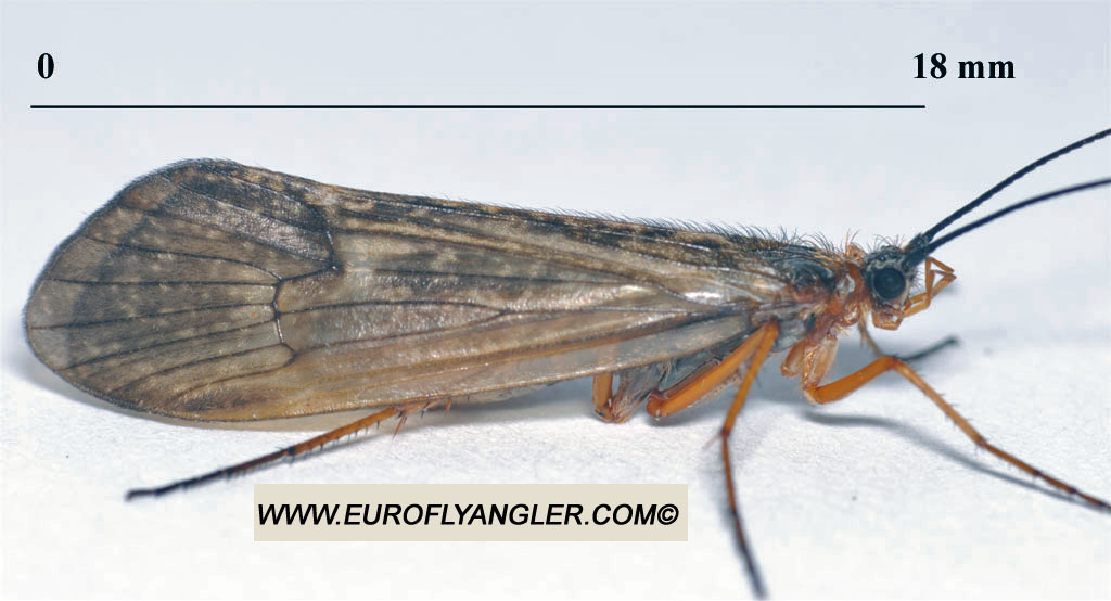 European Fly Angler - Allogamus auricollis