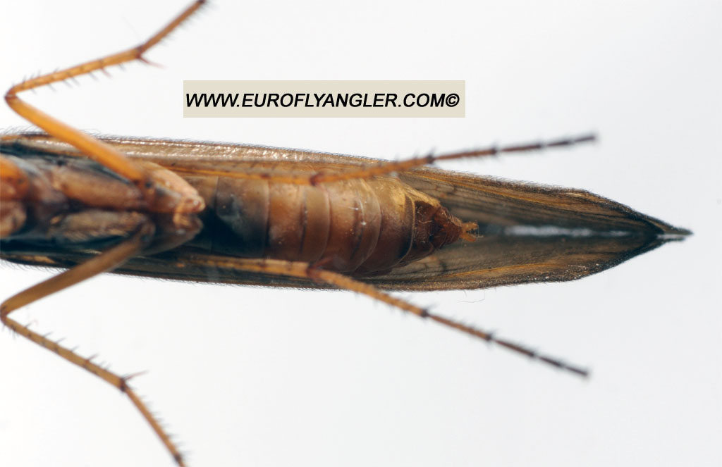 European Fly Angler - Allogamus auricollis