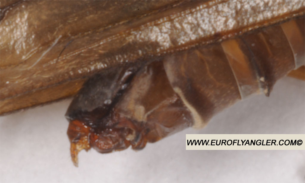 European Fly Angler - Allogamus auricollis