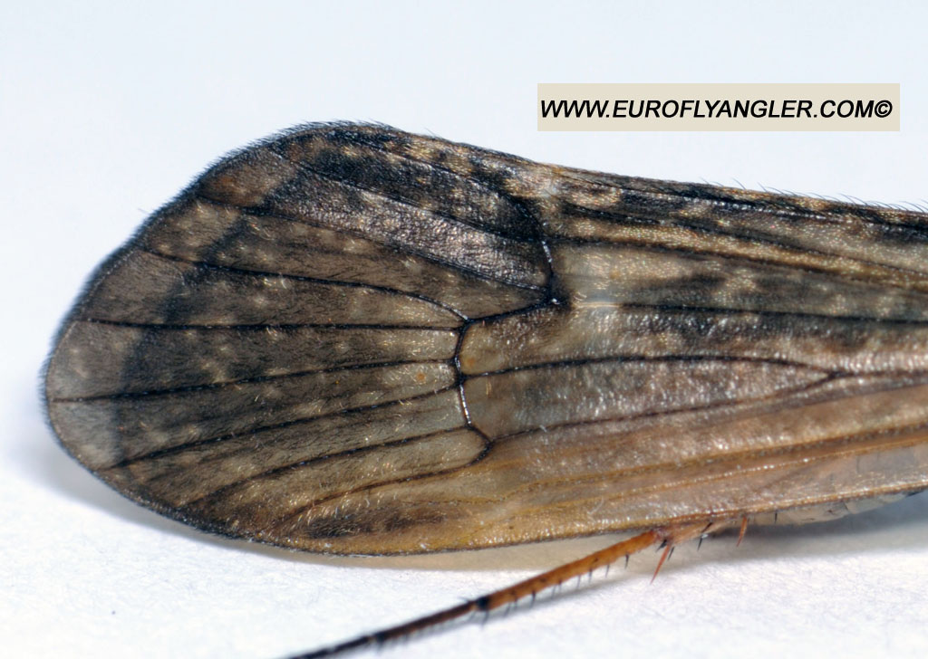 European Fly Angler - Allogamus auricollis