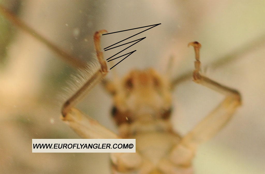 European Fly Angler - Brachyptera risi