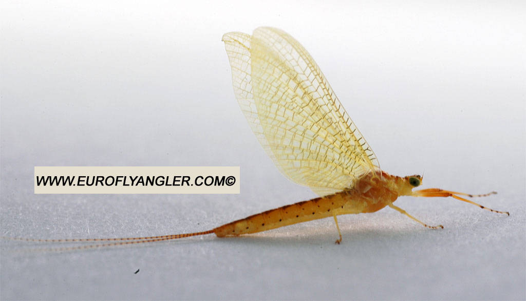 European Fly Angler - Potamanthus luteus