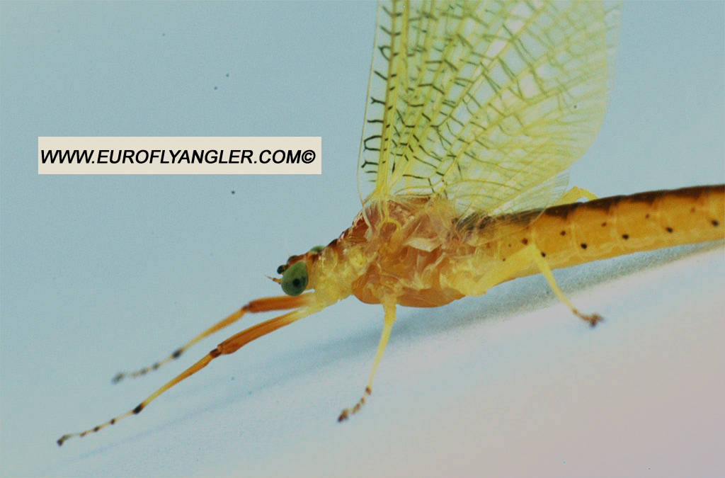 European Fly Angler - Potamanthus luteus