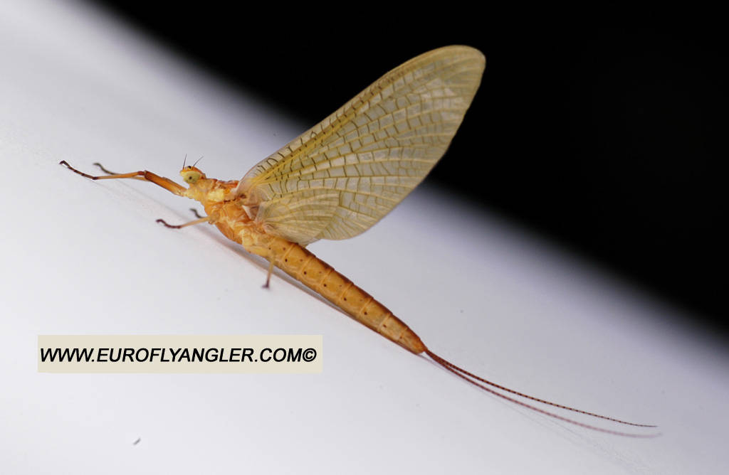 European Fly Angler - Potamanthus luteus