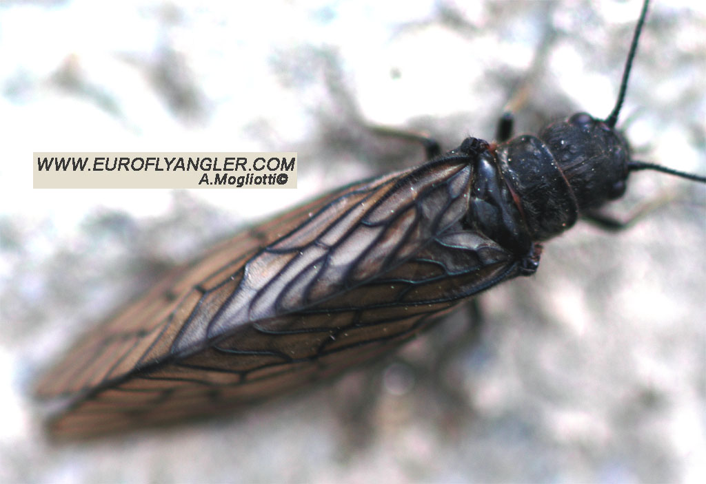 European Fly Angler - Sialis lutaria