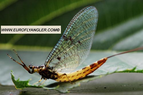 European Fly Angler - Ephemeridae