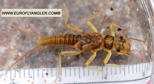 European Fly Angler - perlodes microcephalus