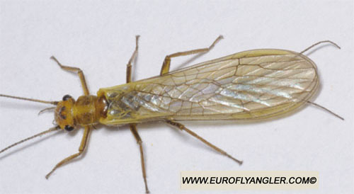 European Fly Angler - Isoperla grammatica