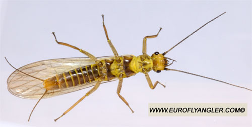 European Fly Angler - Isoperla grammatica