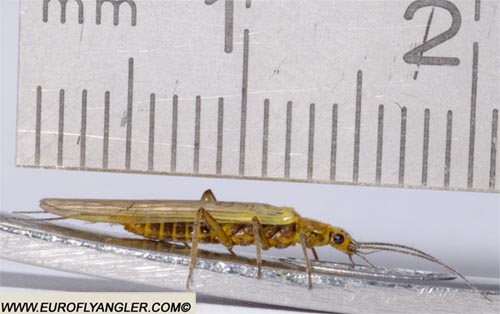 European Fly Angler - Isoperla grammatica