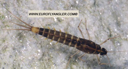 European Fly Angler - Baetis muticus