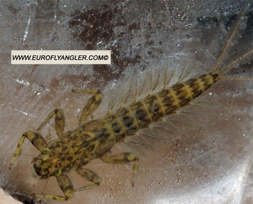 European Fly Angler - Potamanthus luteus