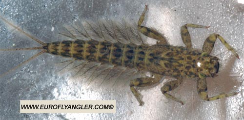 European Fly Angler - Potamanthus luteus