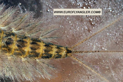 European Fly Angler - Potamanthus luteus