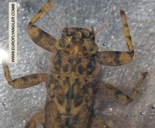 European Fly Angler - Potamanthus luteus