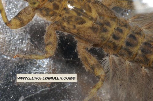 European Fly Angler - Potamanthus luteus