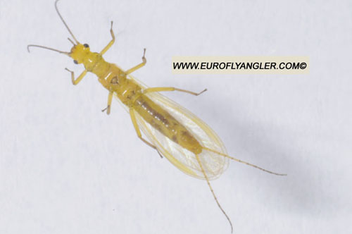 European Fly Angler - Siphonoperla sp