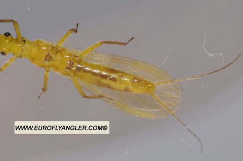 European Fly Angler - Siphonoperla sp