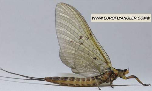 European Fly Angler - ephemeridae