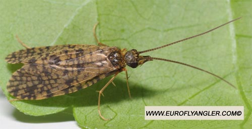 philopotamidae - JungleKey.fr Image
