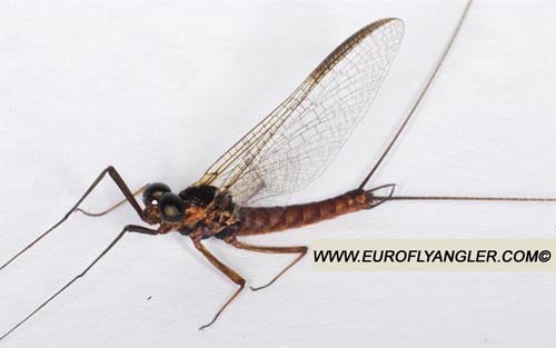 European Fly Angler - Ecdyonurus venosus