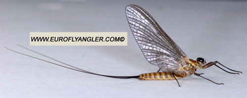 European Fly Angler - Epeorus alpicola
