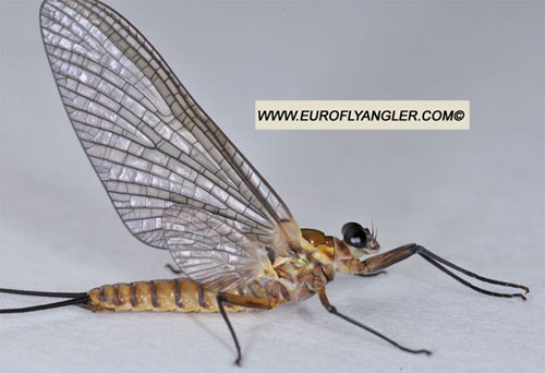 European Fly Angler - Epeorus alpicola