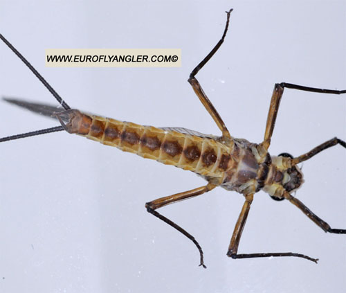 European Fly Angler - Epeorus alpicola