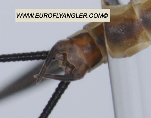 European Fly Angler - Epeorus alpicola