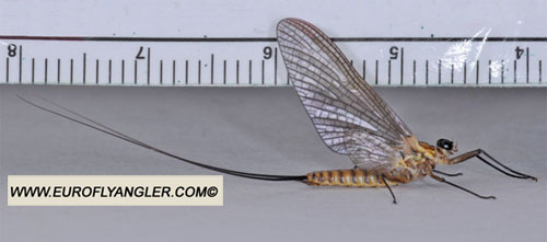 European Fly Angler - Epeorus alpicola