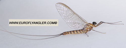 European Fly Angler - Epeorus alpicola