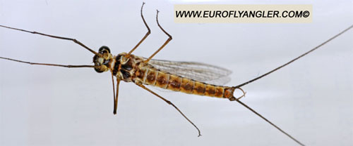 European Fly Angler - Epeorus alpicola