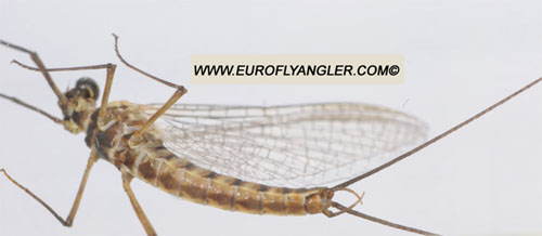European Fly Angler - Epeorus alpicola