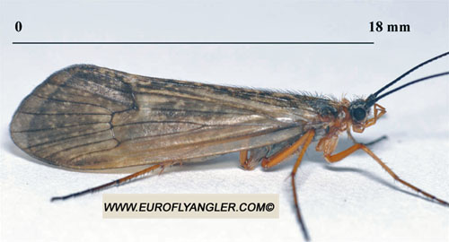 European Fly Angler - Allogamus auricollis